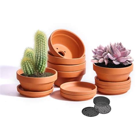 10 Best Plants For Shallow Pots Perfect For Small Spaces And Container