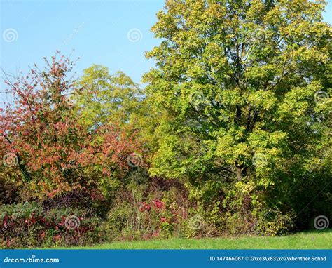 Tree And Shrubs Begin To Change Color In Autumn Stock Image Image Of Fallfoliage Blue