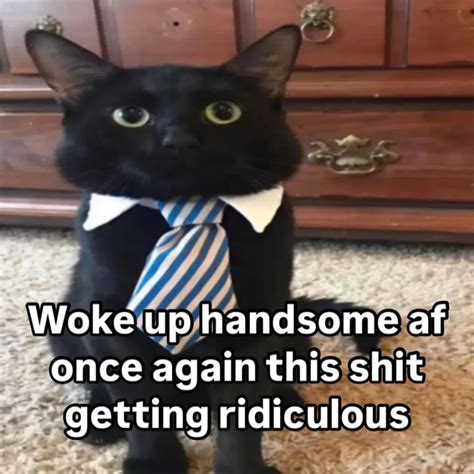 Binary Mean Cat Binarymeancat • Instagram Photos And Videos