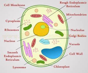 Structure Of The Cell Cell Structure And Functions Class NCERT Notes CBSE Class Notes Online