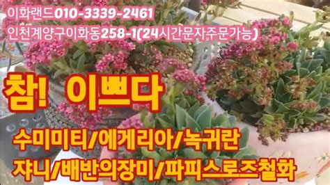 수미미티에게리아녹귀란쟈니 다남다육010 3339 2461 Youtube