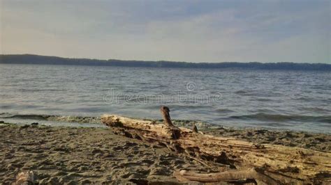 Seattle Dash Point State Park Puget Sound Stock Image Image Of