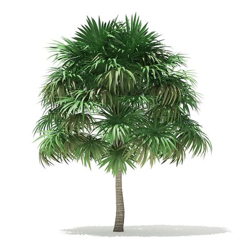 Thatch Palm Tree 5 8m 3d Model Download Trees On