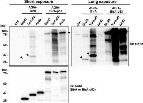 Figures And Data In Airid A Novel Proximity Biotinylation Enzyme For