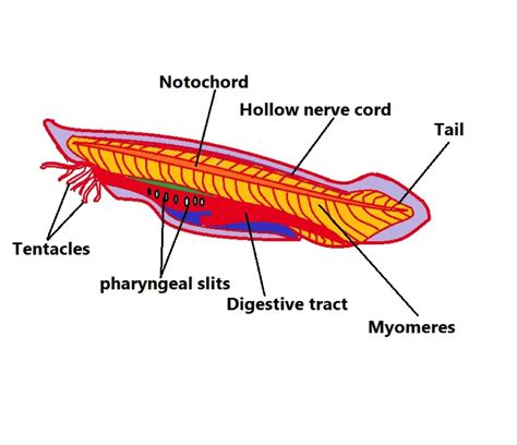 Phylum Chordata General Characteristic Features Of Phylum Chordata