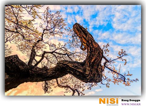 Gu 운룡춘매 2024년 2월 보름쯤에 만났던 시들어 가던 날인데 시절이 하 수상하니 올해는 아직도 버티고 섰네요 아테나 씨네풀프레임렌즈 니시필터스 니시필터스