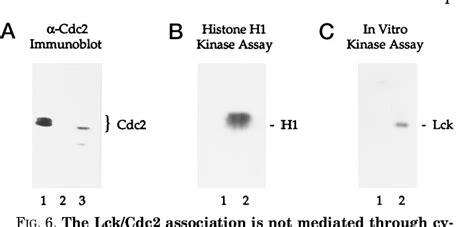 Figure 6 From The Protein Tyrosine Kinase Lck Associates With And Is Phosphorylated By Cdc2