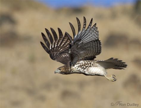 Red Tailed Hawk Hunting A Hawk In Hand By Bill Davison Easy By