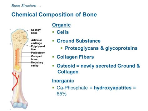 Chemical Makeup Of Human Bone Saubhaya Makeup