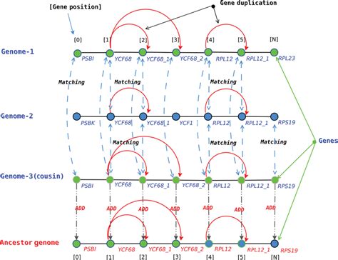 Simulation Of Ancestral Reconstruction Process Between Two Genomes Add Download Scientific
