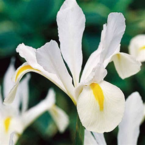 Bulbi Da Fiore Autunnali Come Scegliere E Coltivare Gli Iris Sementi Dotto