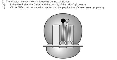 Solved 5 The Diagram Below Shows A Ribosome During