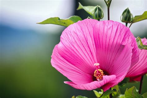 히비스커스 꽃 핑크 Pixabay의 무료 사진