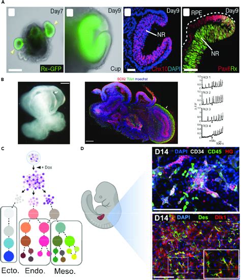 Examples Of Organoids And Multicellular Tissues A Self Organization