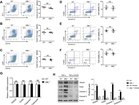 Figure 1 From Mannan Binding Lectin Deficiency Limits Inflammation Induced Myeloid Derived