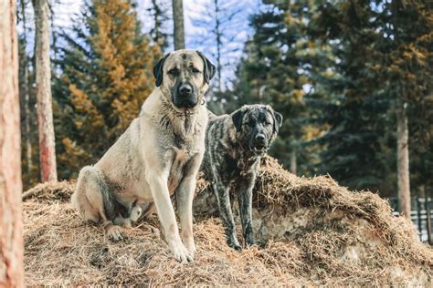 Anatolian Shepherd Dog Puppies For Sale