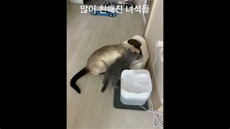 고양이 합사 성공으로 가는 길 고양이 고양이합사 샴 러시안블루 Youtube