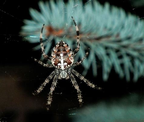 Паук крестовик: описание, образ жизни, среда обитания