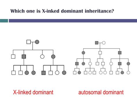 Ppt X Linked Inheritance Powerpoint Presentation Free Download Id