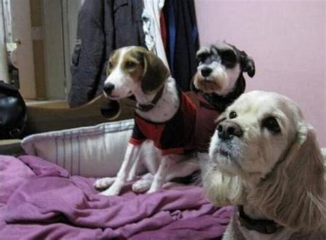 3대 ‘악마견 사실은 ‘억울견1시간 뛰놀지 못해서 그래요 3대 ‘악마견 사실은 ‘억울견1시간 뛰놀지 못해서 그래요