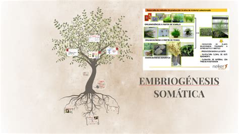Embriogenesis Somatica By Bryan Anthony Marin Valdivia On Prezi