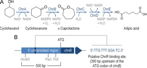 Design And Construction Of An Standardized Vector Carrying The