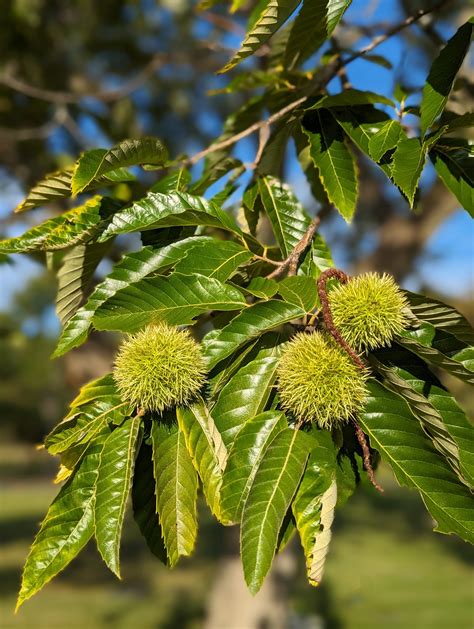 Chestnut Trees For Sale Humble Roots Tree Farm