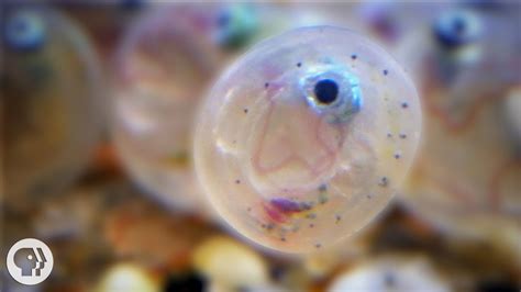 These Fish Are All About Sex On The Beach Deep Look YouTube