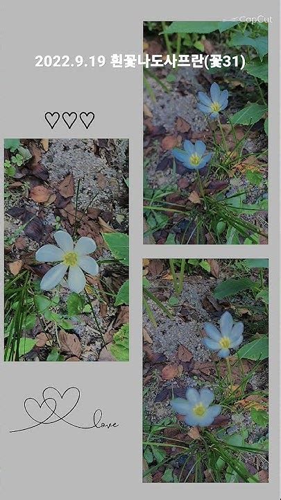 2022919 흰꽃나도사프란꽃31 다년생 초본으로 인경이나 종자로 번식함 잎은 가늘고 두꺼우며 짙은 녹색으로 화경보다 길고 3~4월에 새 잎으로 바뀜 Youtube