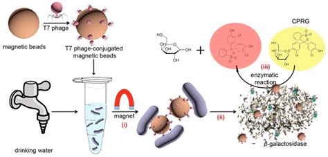 Multifunctional Nanotechnology Enabled Sensors For Rapid Capture And Detection Of Pathogens