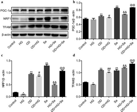 Effects Of Selenium On Expression Of Mitochondrial Biogenesis Markers Download Scientific