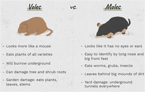 Vole Identification Process Pretty We Ll Much The Solution To Mole V