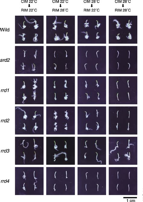 Figure 1 From Isolation And Initial Characterization Of Temperature Sensitive Mutants Of