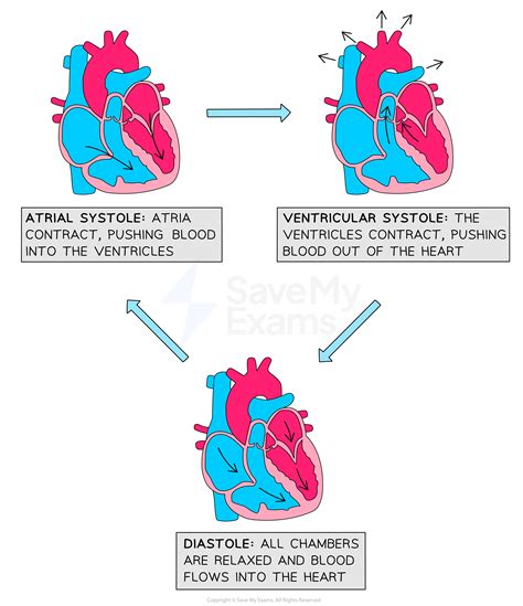 Cardiac Cycle A Level Biology Revision Notes