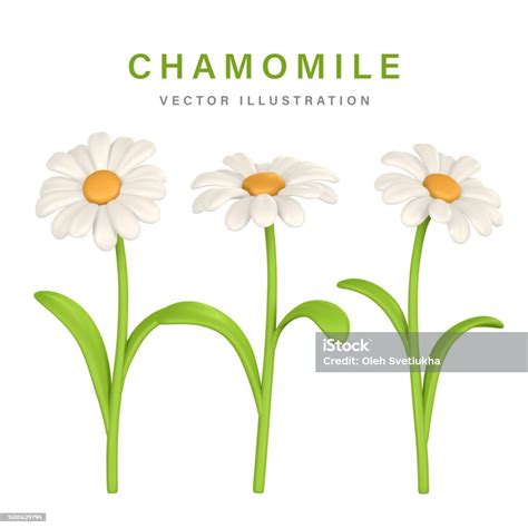 3d 귀여운 화려한 카모마일 만화 스타일의 데이지 꽃 벡터 그림 0명에 대한 스톡 벡터 아트 및 기타 이미지 0명 3차원 형태 귀여운 Istock