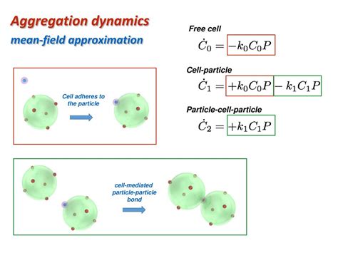 Dynamics Of Cell Mediated Aggregation Ppt Download