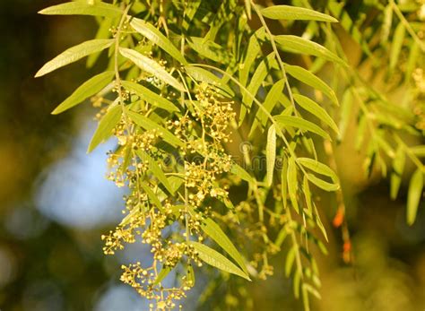 Schinus Molle Peruanischer Pfeffer Kalifornischer Pfefferbaum Stockfoto Bild Von Blumen
