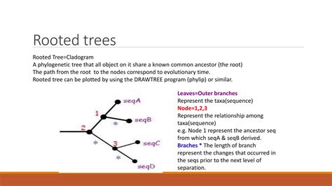Phylogenetic Tree Evolution Pptx