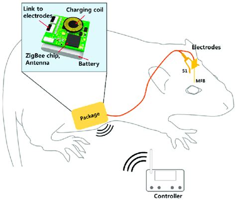 A Fully Implantable Neural Stimulator A Surface Array For Primary
