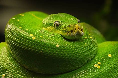 Green Tree Python Background Images Hd Pictures And Wallpaper For Free