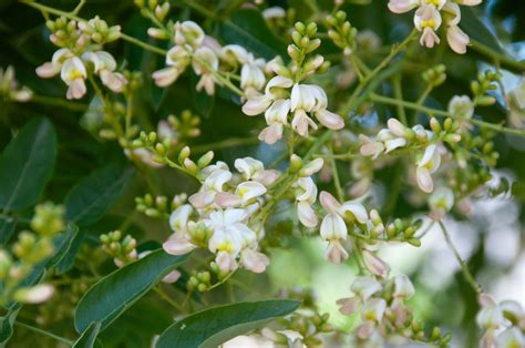 Styphnolobium Japonicum Japanese Pagodatree