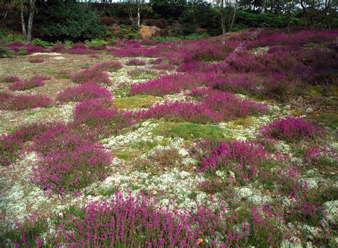 Bell Heather Stock Image B855 0022 Science Photo Library