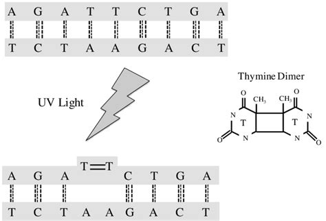 Effect Of Uv Light On Dna Download Scientific Diagram