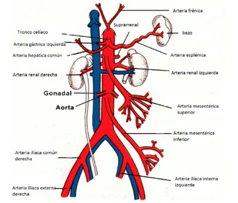 Tronco Celíaco Y Sistema Porta Hepártica Quizlet