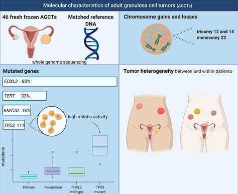 Granulosa Cell Tumor Causes Symptoms Diagnosis Staging 51 Off