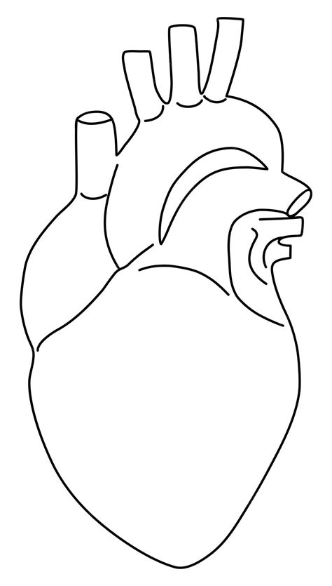 Anatomical Heart Drawing