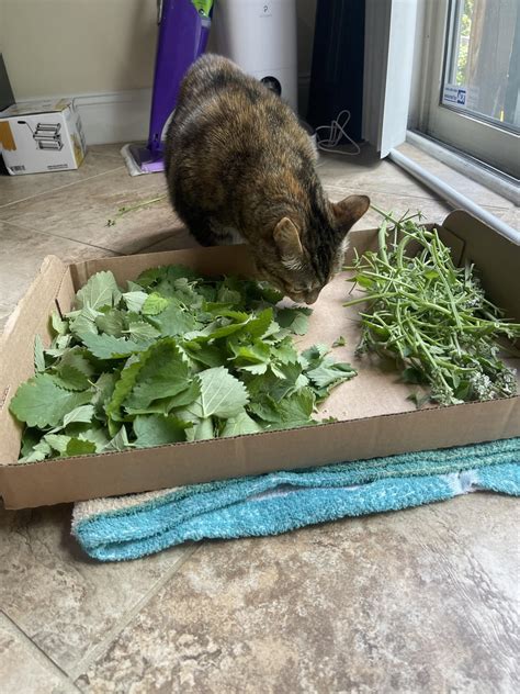 My Sweet Girl Posing With Our Catnip Harvest From Our Garden Today R Aww