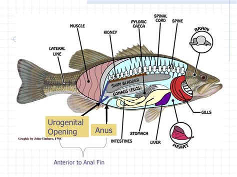Note The Position Of The Female Fish Vagina Urogential Opening In Relation To Her Anus R