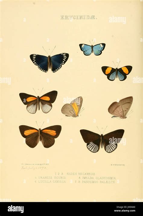 Illustrations Of New Species Of Exotic Butterflies Hades Uraneis Andc