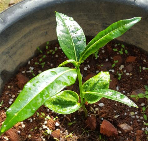 생명나무 바오밥 커피농장 가족으로 가평체험 주인공 될까 네이버 블로그